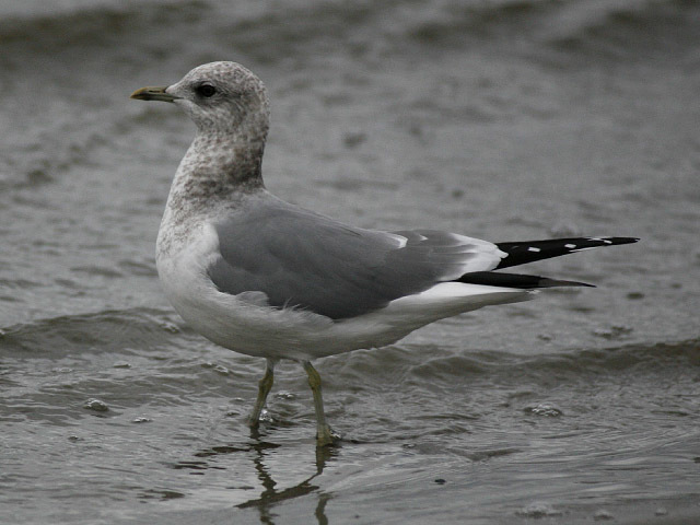 Mew Gull (More Mesa Bird Guide) · BioDiversity4All