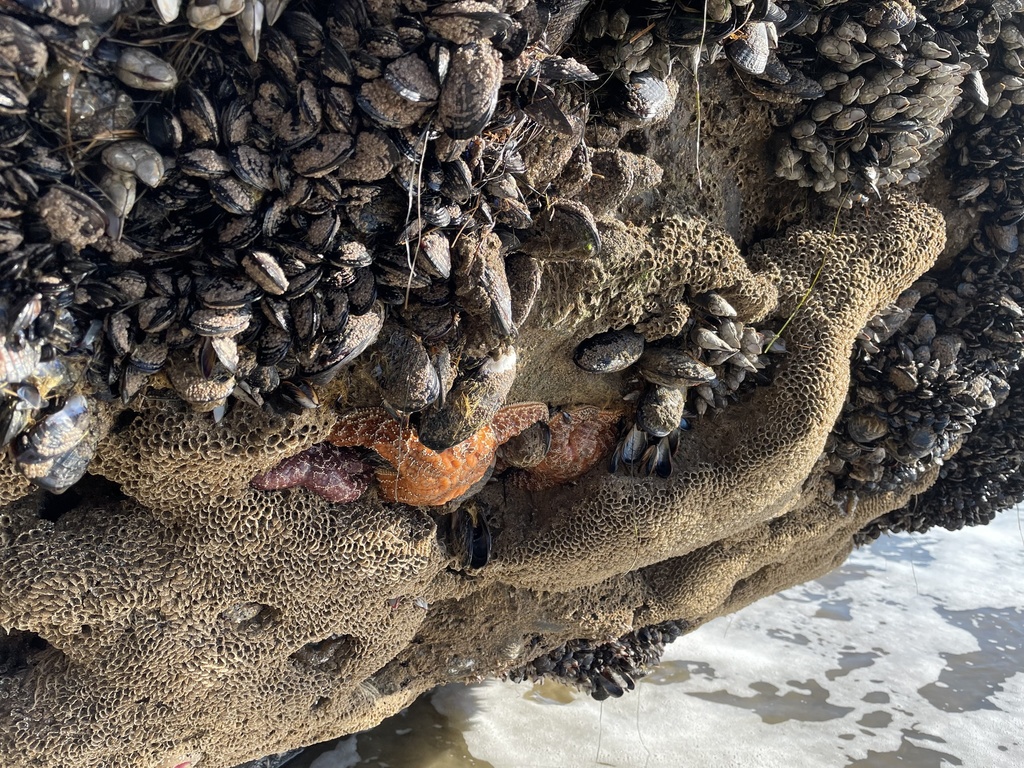 California Sandcastle Worm from Santa Barbara Channel, CA, US on ...