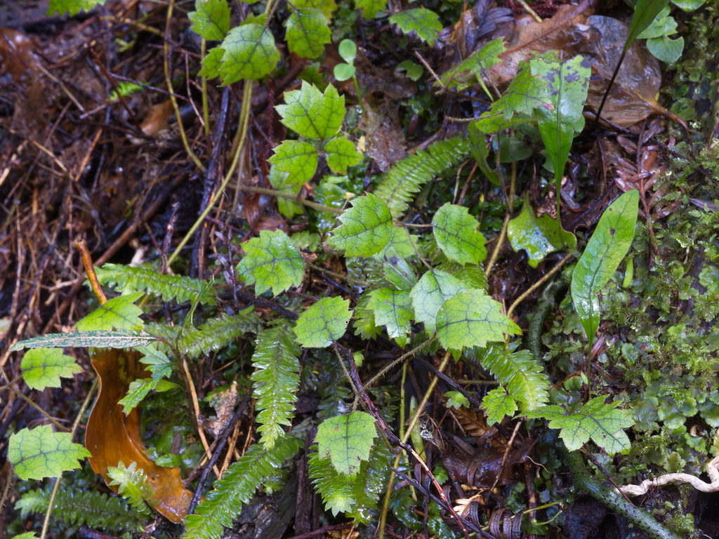 swamp lawyer from Tahakopa Bay, Catlins on April 18, 2015 by David ...