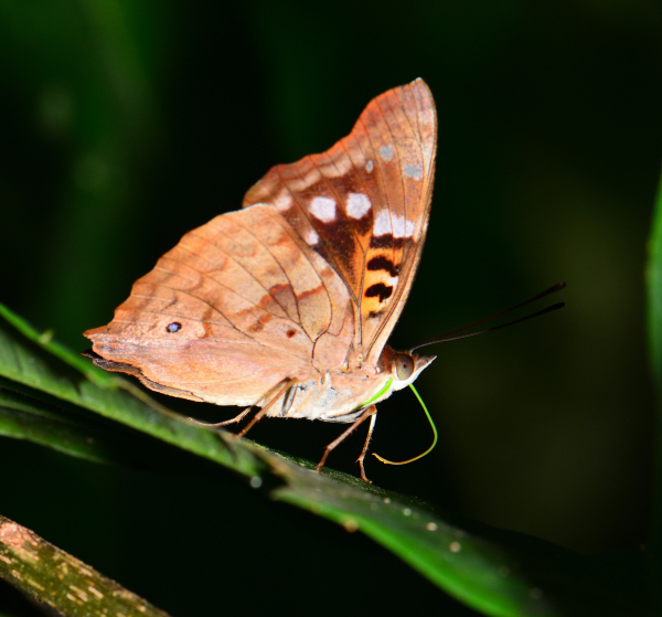 Doxocopa agathina agathina from Apuya Tract, Tena, Ecuador on September ...