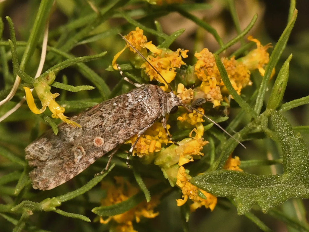 Cutworm Moths and Allies from Union County, NM, USA on October 04, 2020 ...