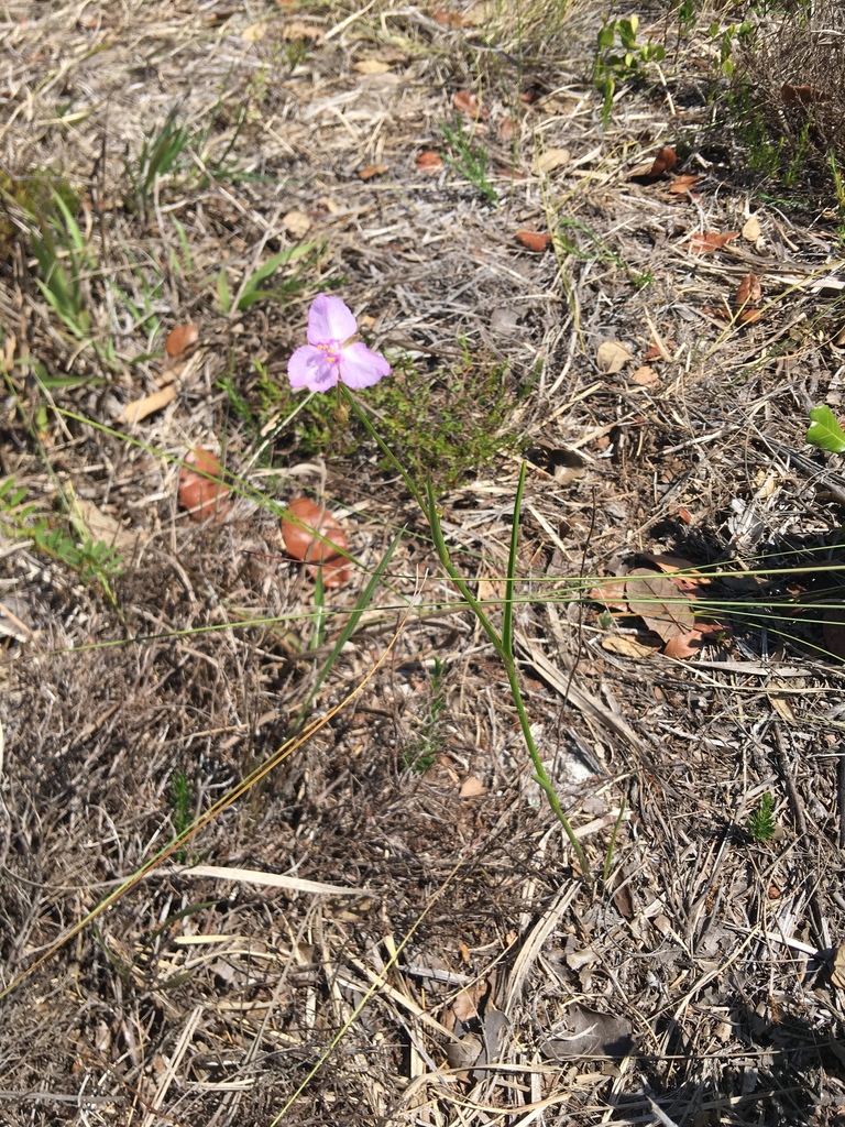 common roseling from 12901 Moss Park Rd, Orlando, FL, US on May 5, 2018 ...