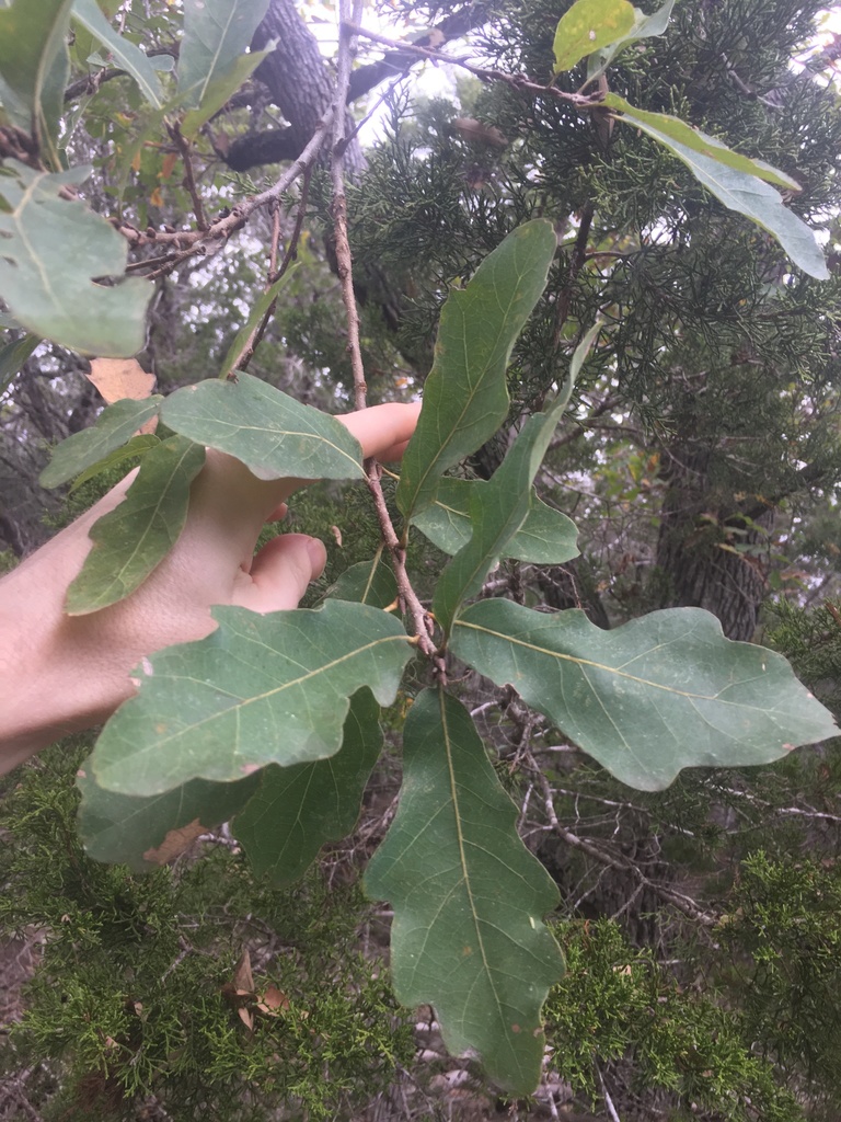 Lacey Oak from Bandera, TX, US on December 23, 2021 at 11:22 AM by ...