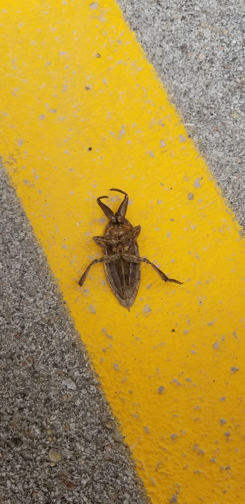 American Giant Water Bug from 3950 N 144th St, Omaha, NE 68116, USA on ...