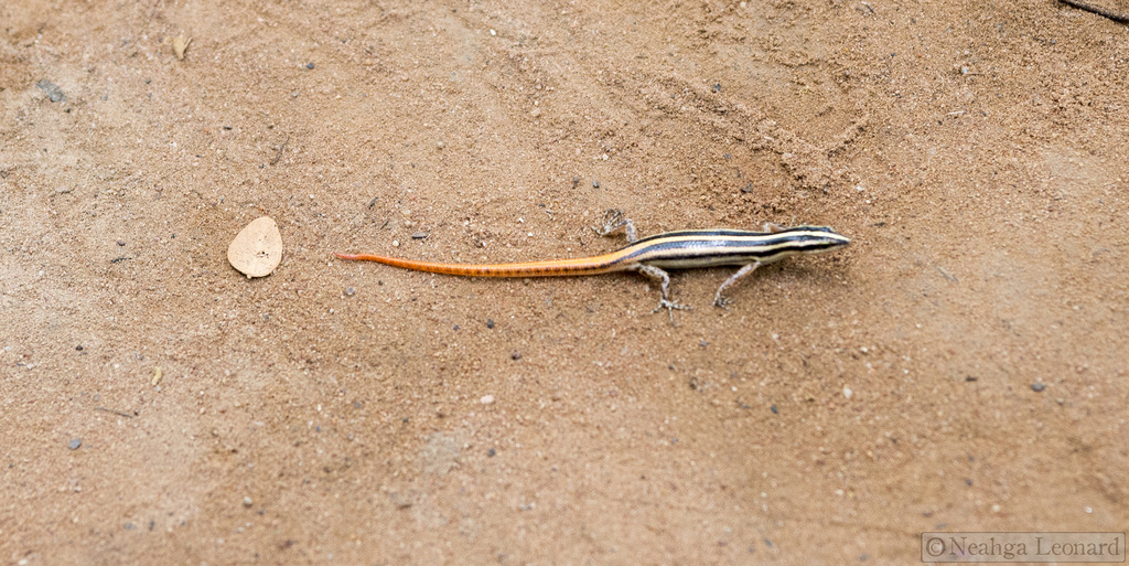 Lipinia microcerca from Siem Reab, KH-SI, KH on April 5, 2015 by ...