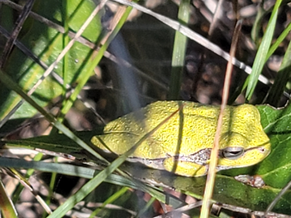 Pine Woods Tree Frog from Jupiter, FL 33458, USA on January 02, 2022 at ...