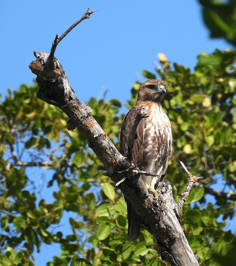 Red-tailed Hawk from Parque Isla Verde, Carolina, Puerto Rico on ...