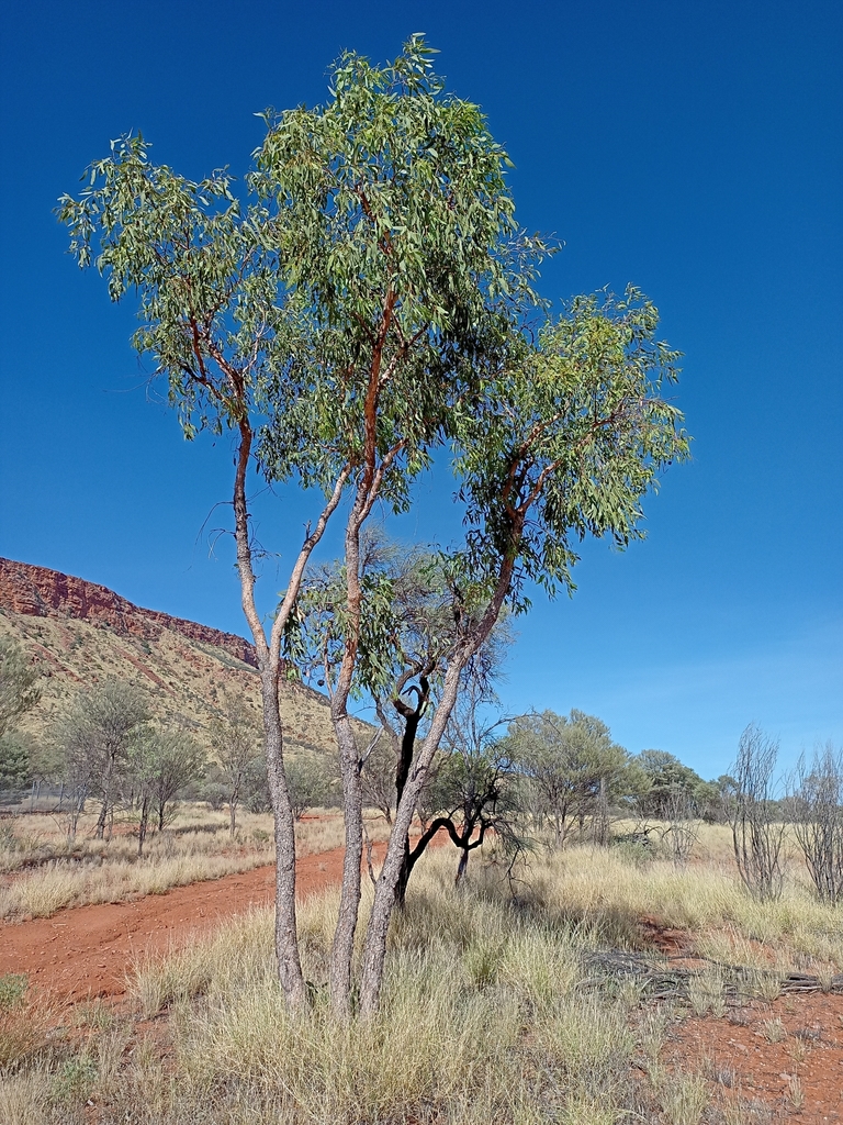 Desert Bloodwood from Flynn NT 0875, Australia on January 03, 2022 at ...