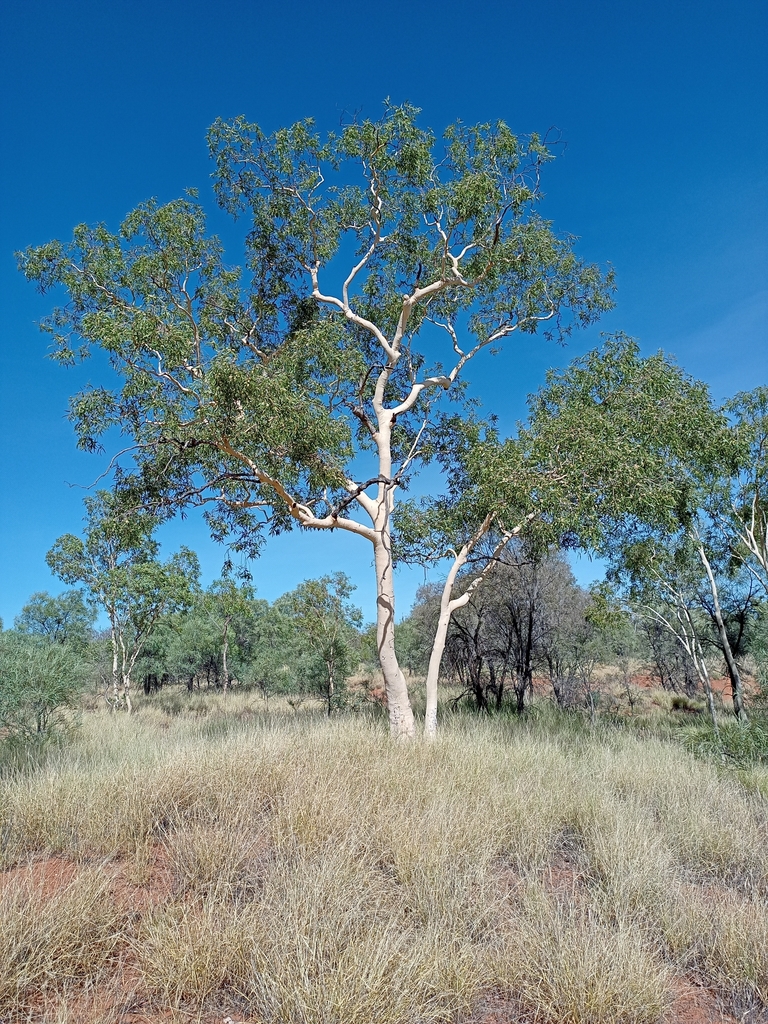 Ghost Gum from Flynn NT 0875, Australia on January 3, 2022 at 08:57 AM ...