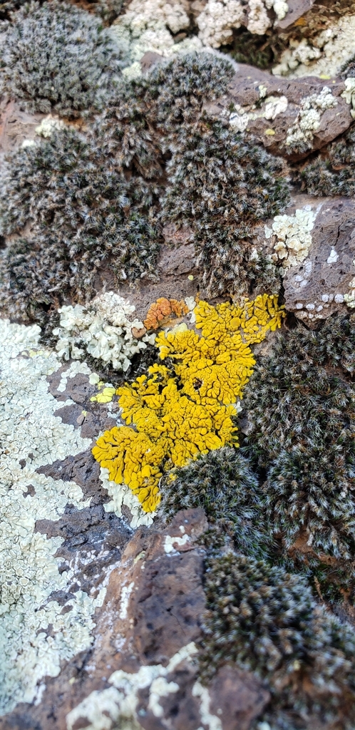 Candleflame Lichen from Picacho, AZ 85141, USA on January 02, 2022 at ...