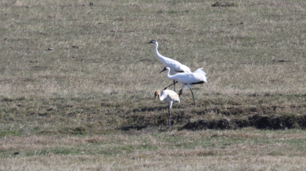 Whooping Crane in January 2022 by Andrew Orgill · iNaturalist