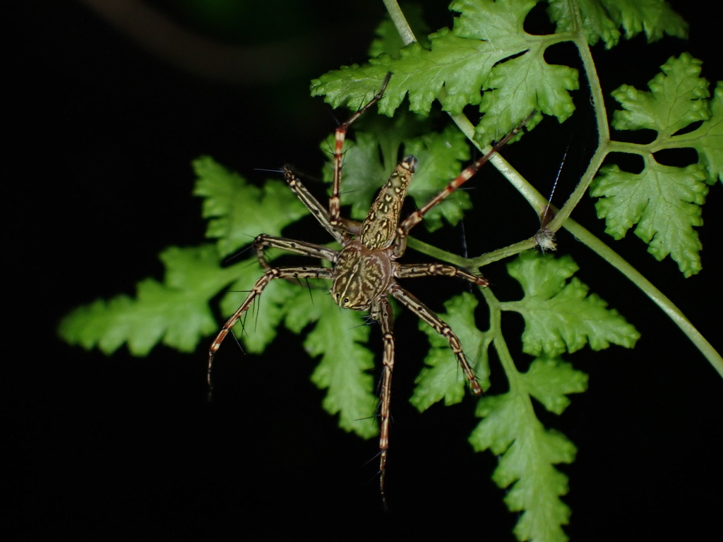 Hamadruas from 香港西貢 on August 28, 2021 at 09:18 PM by Jeanne Leung ...