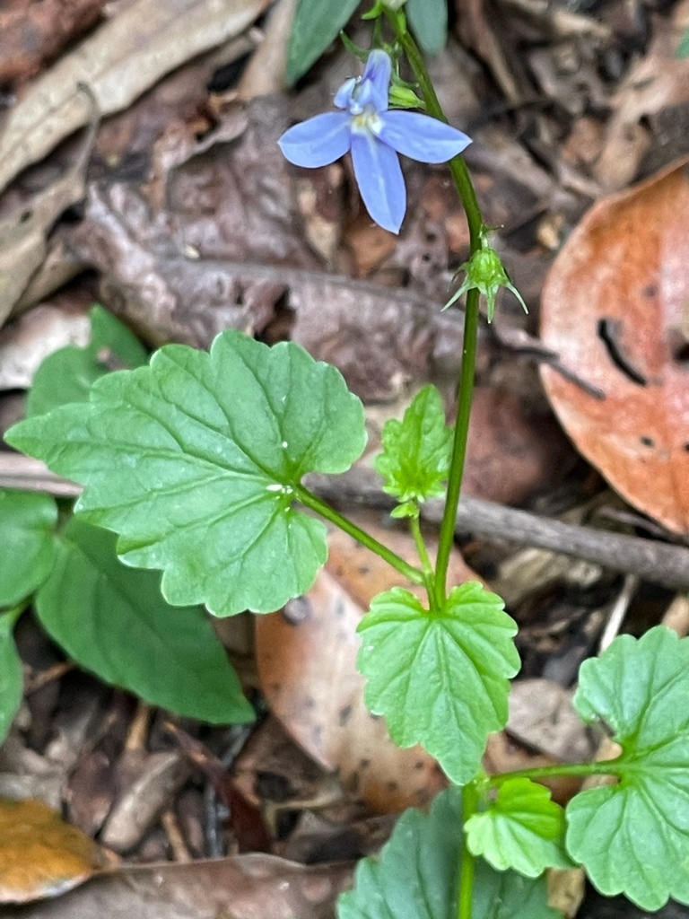 forest lobelia from D’Aguilar National Park, Mount Nebo, QLD, AU on ...