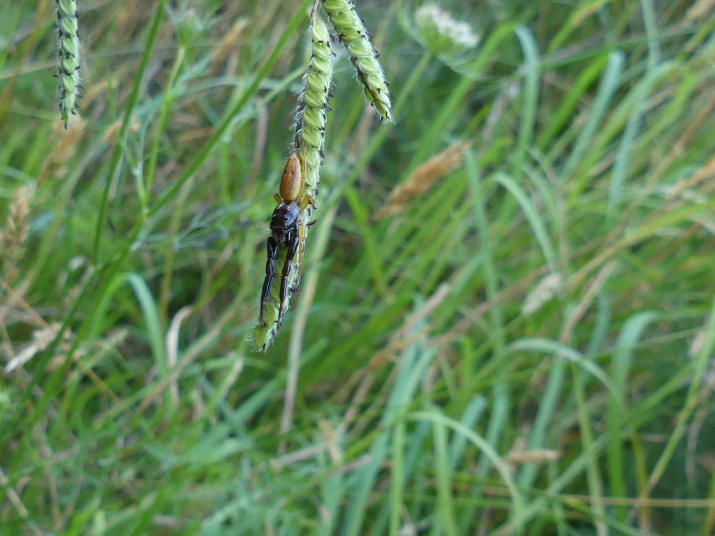 Black-headed Jumping Spider from Muriwai, New Zealand on January 03 ...