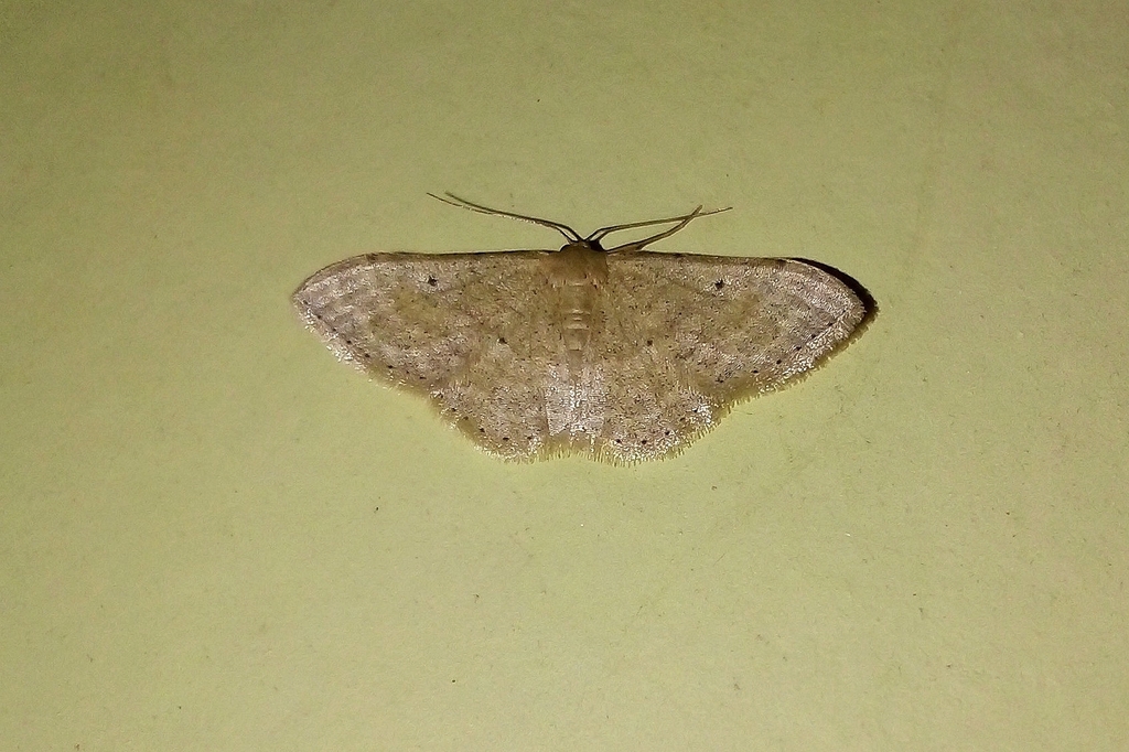 Scopula from Kirindiwela on January 02, 2022 at 10:02 PM by Nishadinie ...