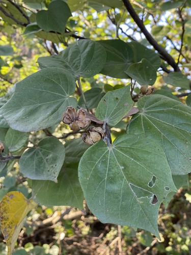 Photo 174684373, (c) caiyan guo, all rights reserved, uploaded by ...