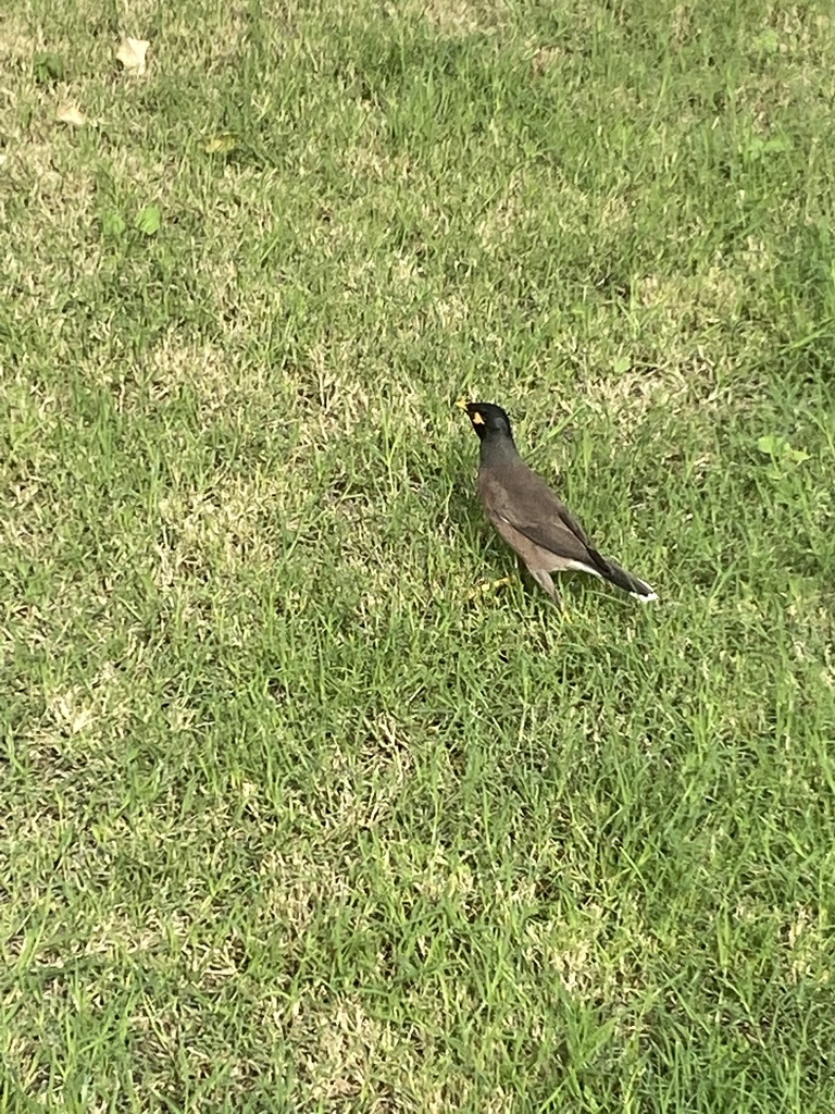 Common Myna from Kish, Hormozgān, IR on January 03, 2022 by Soroush ...