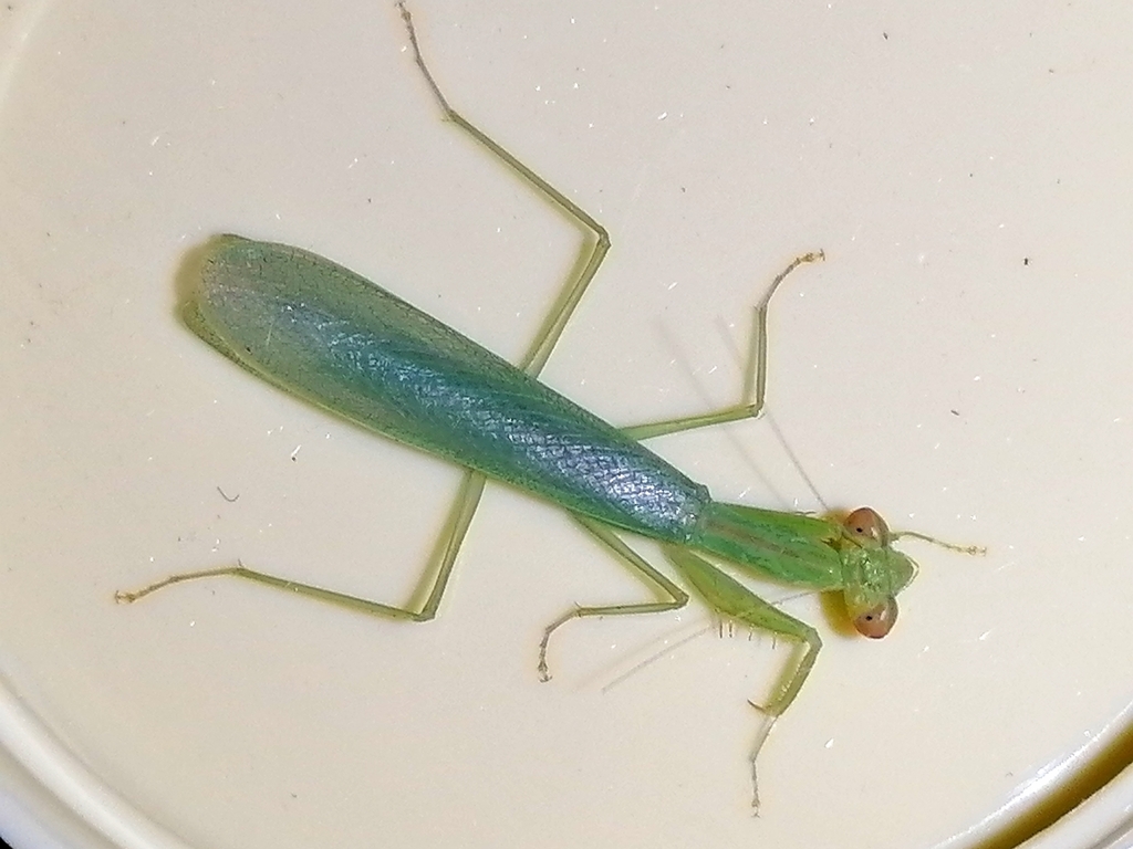 East Arabian Mantis from H9VM+FH6, Muscat, Oman on January 3, 2022 at ...