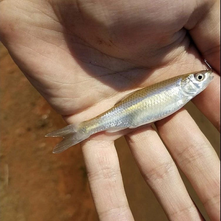 Steelcolor Shiner from Eads, Collierville, TN, US on March 31, 2021 at ...