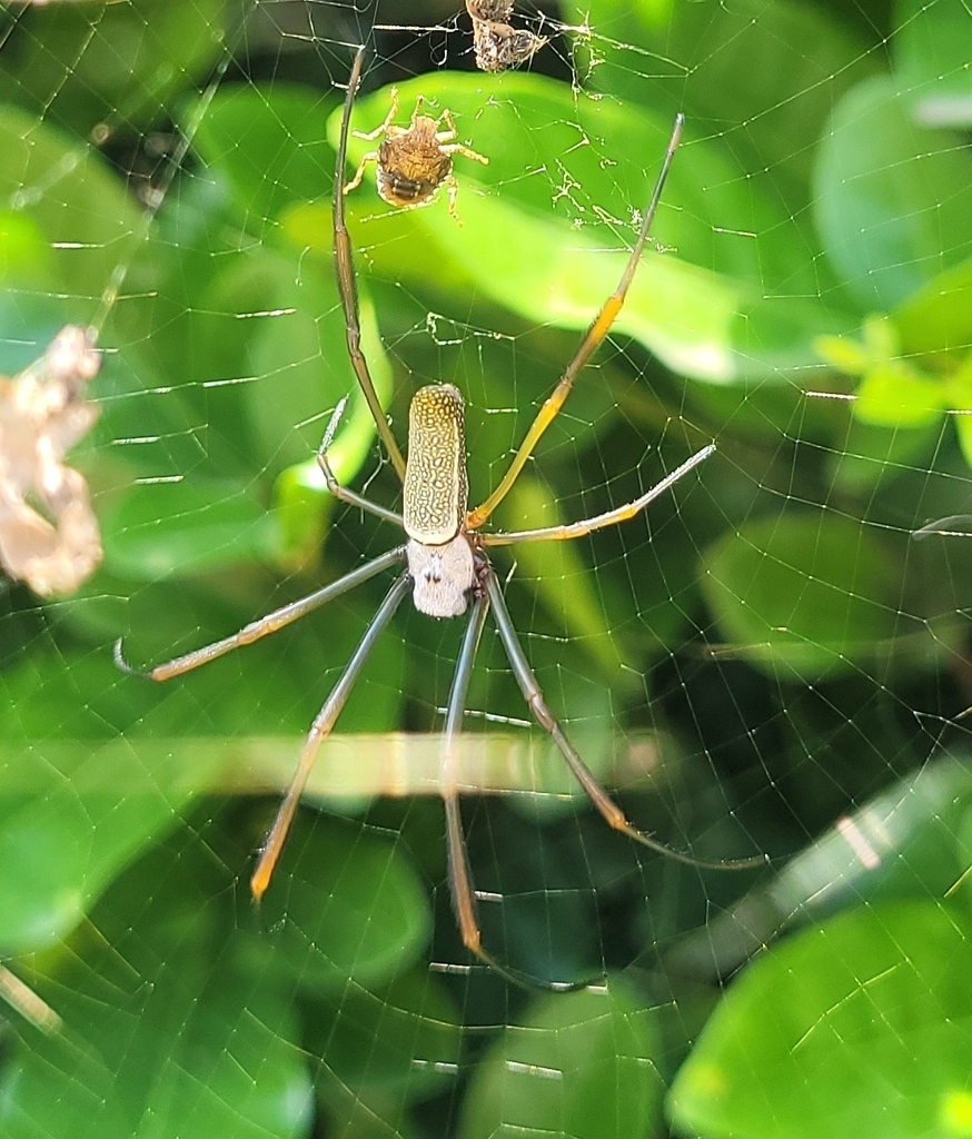 Golden Silk Spider from Villeta, Cundinamarca, Colombia on January 3 ...