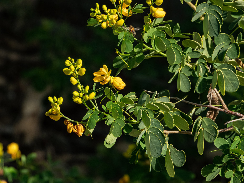 Money Bush from Saint-Barthélemy on December 28, 2019 at 02:27 PM by ...