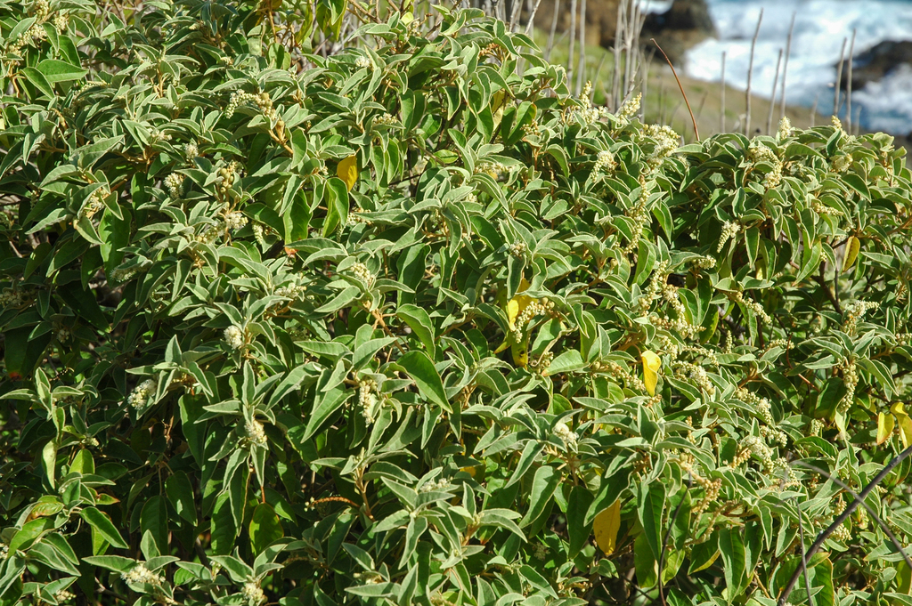 Yellow Balsam from Saint-Barthélemy on February 7, 2008 at 09:01 AM by ...