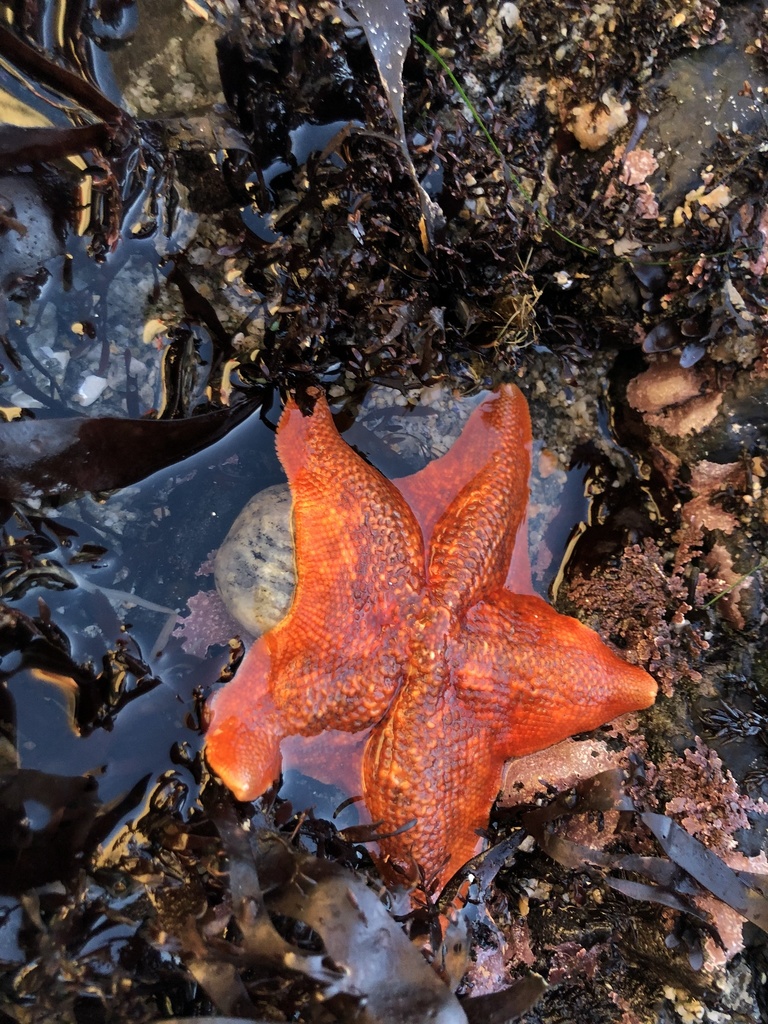 Bat Star from North Pacific Ocean, CA, US on January 1, 2022 at 04:28 ...