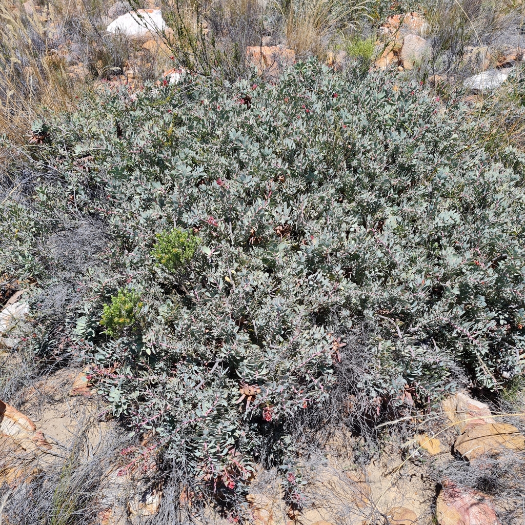 Protea family by Danielle Harcourt · iNaturalist