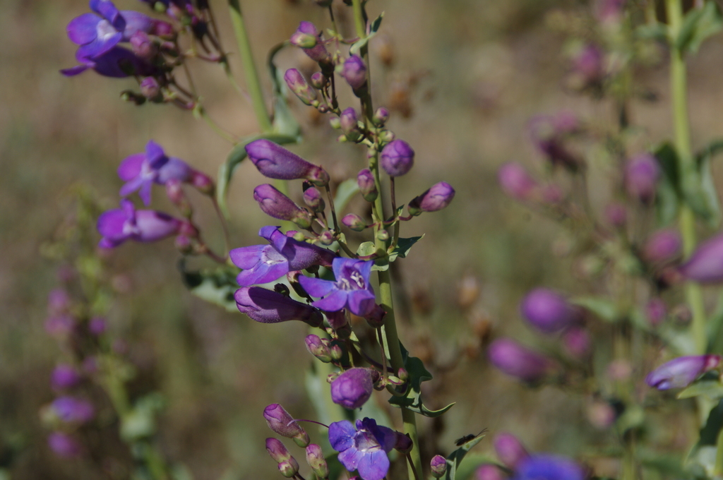 Showy Penstemon from Anza, CA on April 19, 2015 by Michele Roman ...