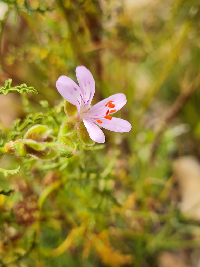 geraniums and storksbills from Laingsburg Municipality, South Africa by ...