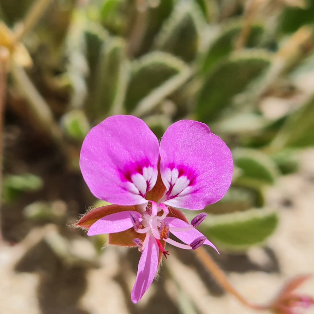 Common Ovalleaf Storksbill from Central Karoo, ZA-WC, ZA by Danielle ...