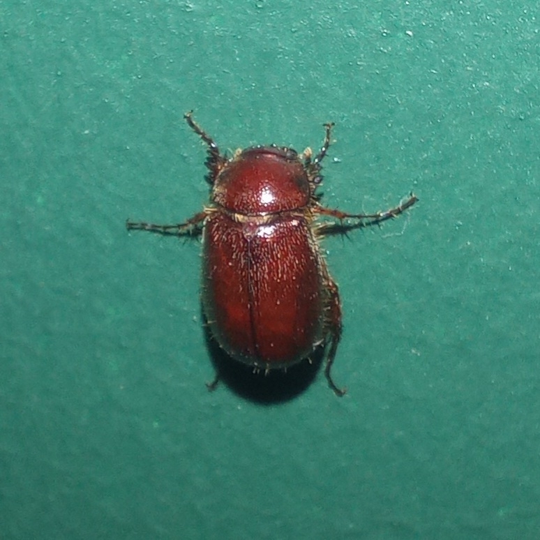 Scarabs from Lawnton QLD 4501, Australia on January 03, 2022 at 10:40 ...