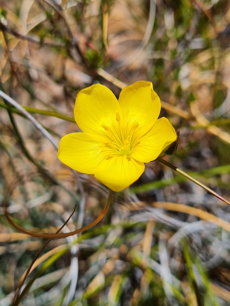 Linum heterostylum from Central Karoo, ZA-WC, ZA on December 31, 2021 ...