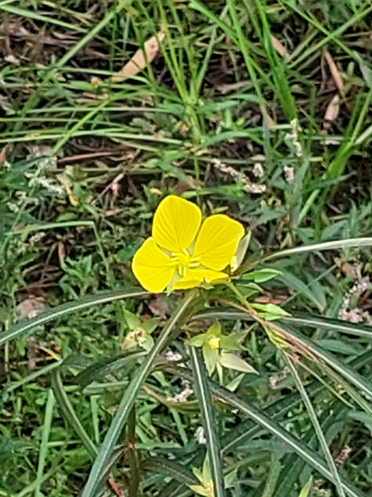 Longleaf Primrose-willow from Balmoral, Mosman NSW 2088, Australia on ...