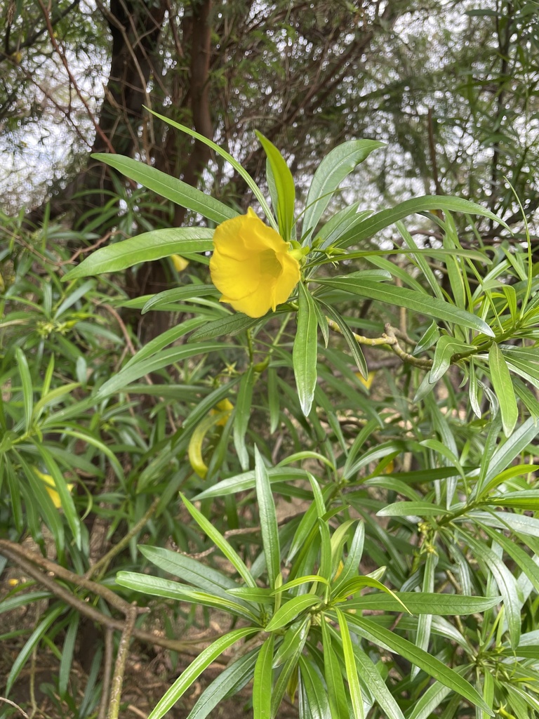Be-still tree from Maui, Kihei, HI, US on January 3, 2022 at 12:44 PM ...