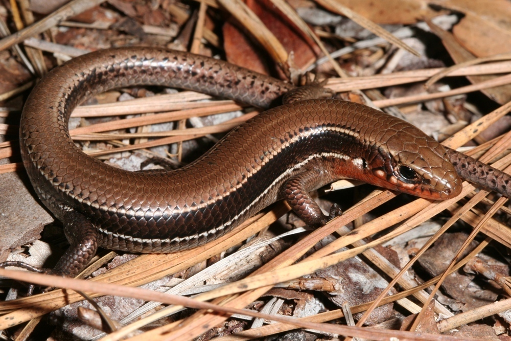 Southern Coal Skink from Angelina NF on March 4, 2007 by Toby Hibbitts ...