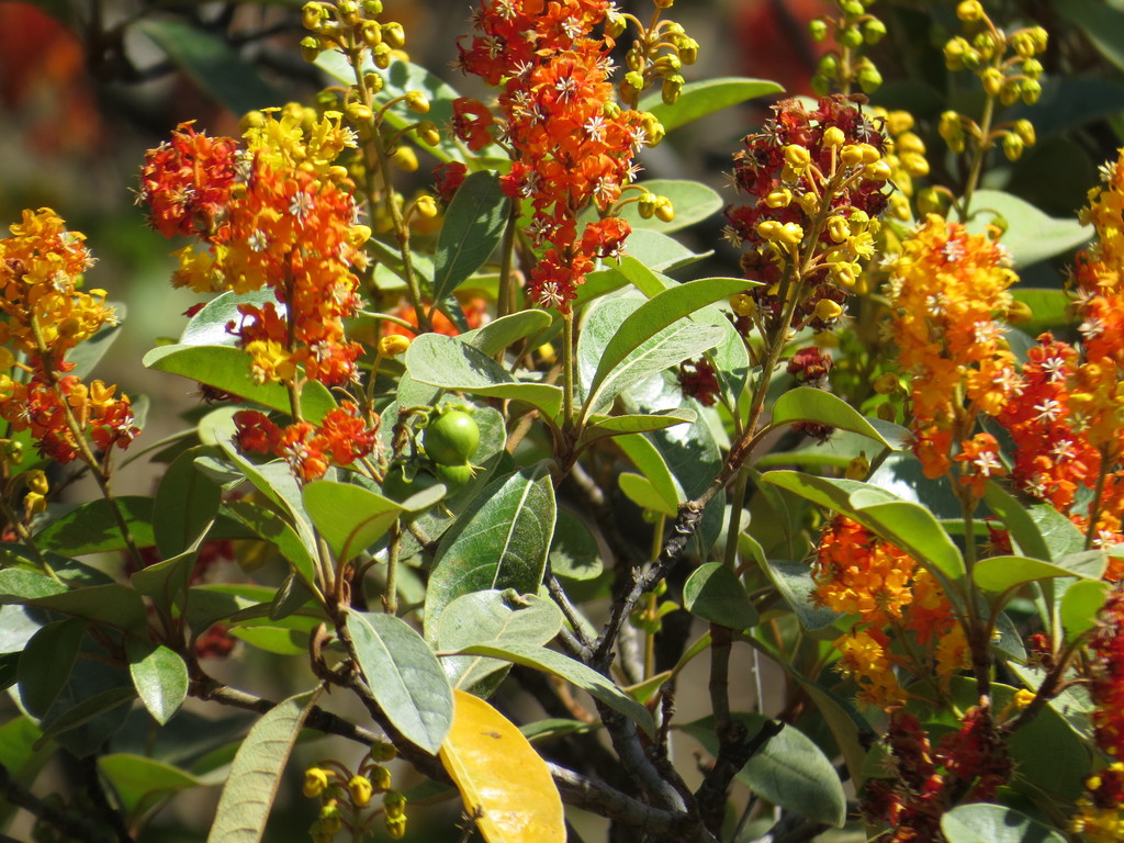 Nance from malinalco on April 18, 2015 at 03:59 PM by Zabdiel Peralta ...