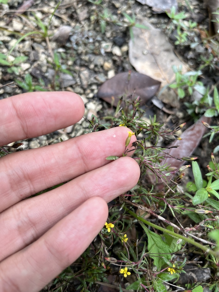 west indian cinchweed from Candelaria, CAMP, MX on January 3, 2022 at ...