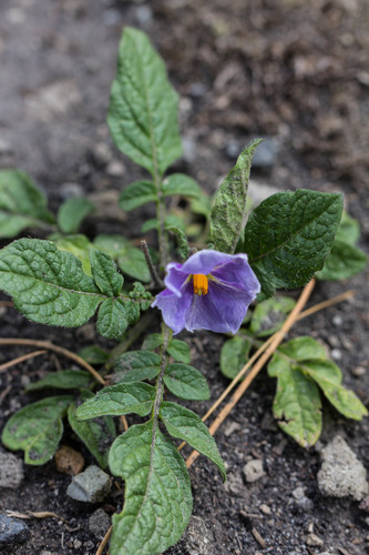 Papa cimarrona (Solanum demissum) · iNaturalist Mexico