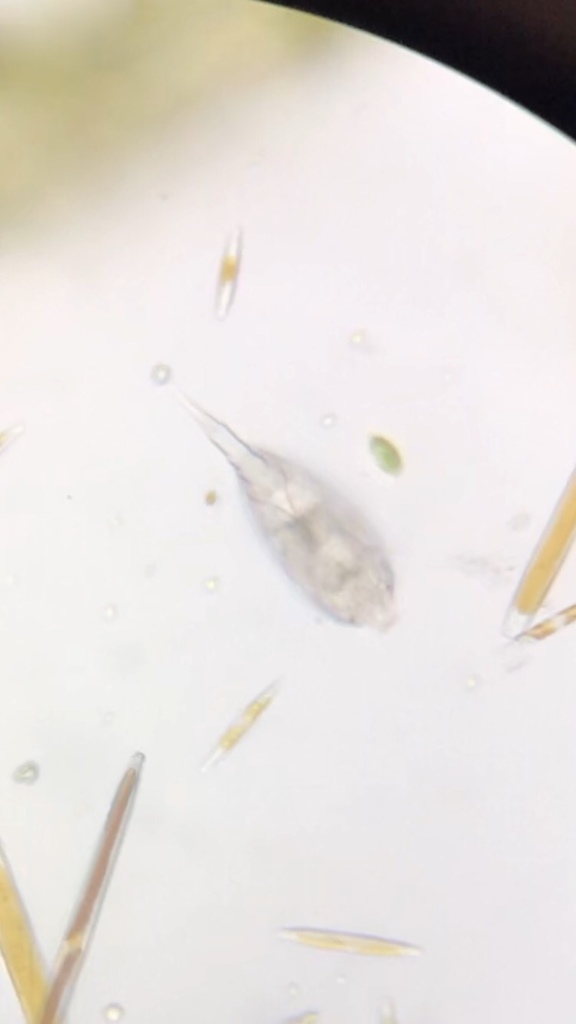 Colurella from 90 N Grand Ave, Pasadena, CA, US on April 30, 2018 at 12 ...