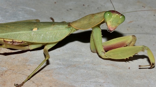 Genus Rhomboderella · iNaturalist