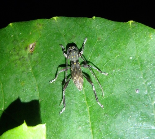 Genus Mesolita · iNaturalist