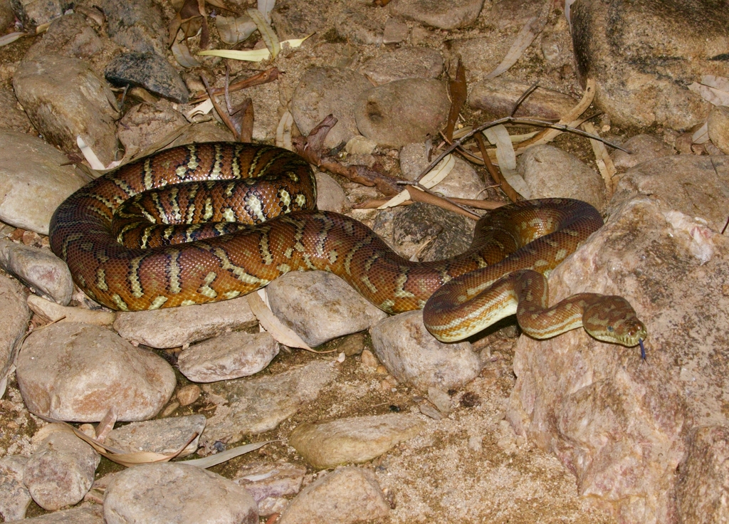 Centralian Carpet Python in January 2022 by Scott Baker · iNaturalist