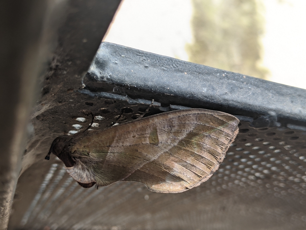 Common Fruit-Piercing Moth from ITI Employees Layout, Annapurneshwari ...