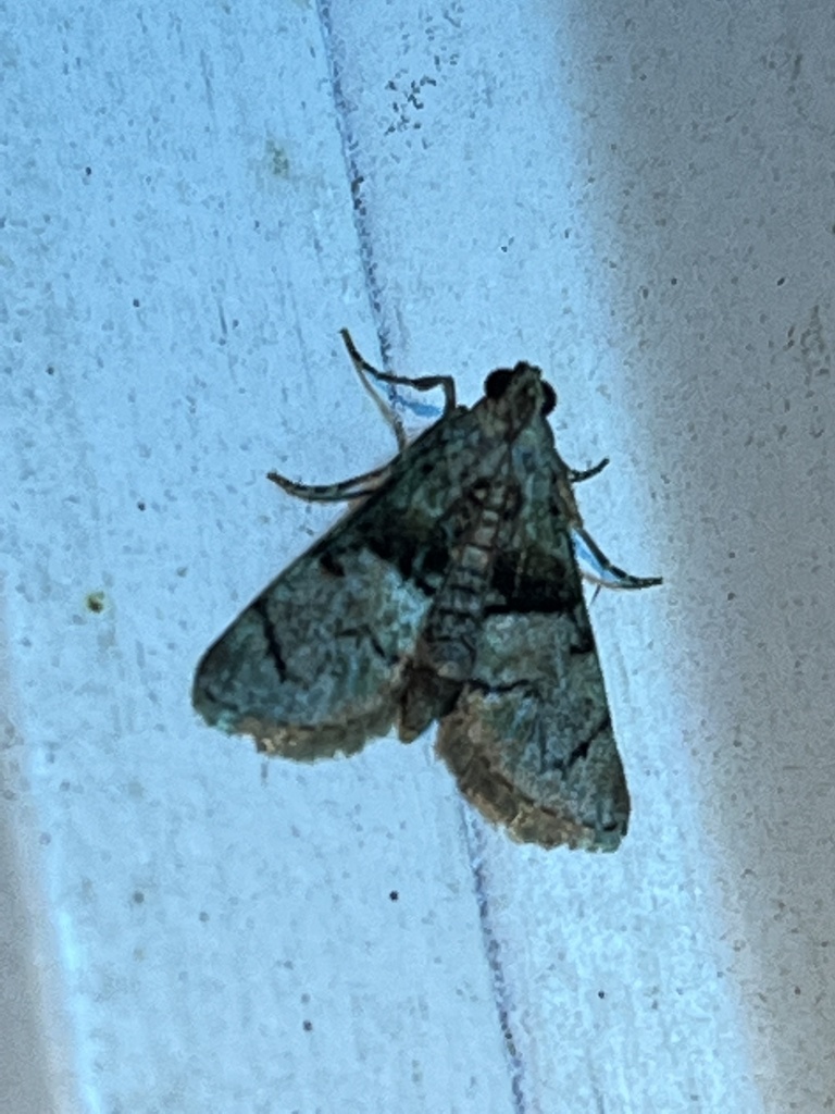 Macalla glastionalis from Kingsville, TX, US on January 04, 2022 at 06: ...