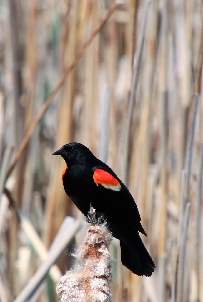 Red-winged Blackbird from Allen County, IN, USA on May 5, 2018 at 11:36 ...
