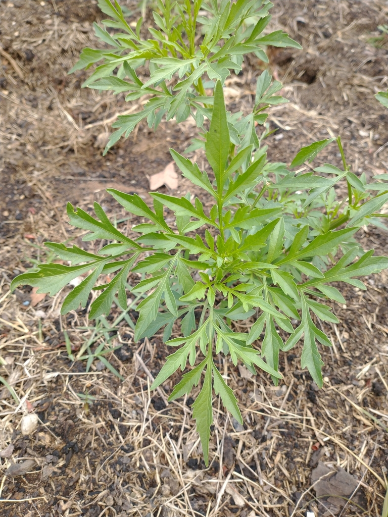 wild marigold from Paynes Crossing NSW 2325, Australia on January 05 ...