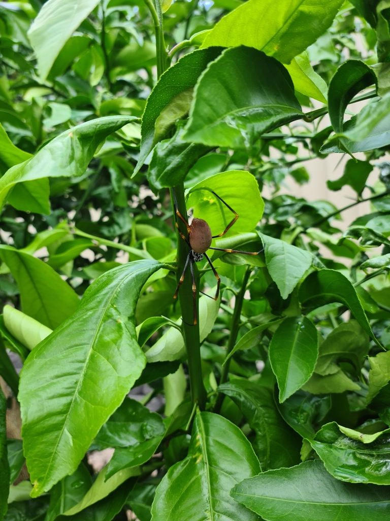 Tiger Spider in February 2021 by Michaeli Evans · iNaturalist