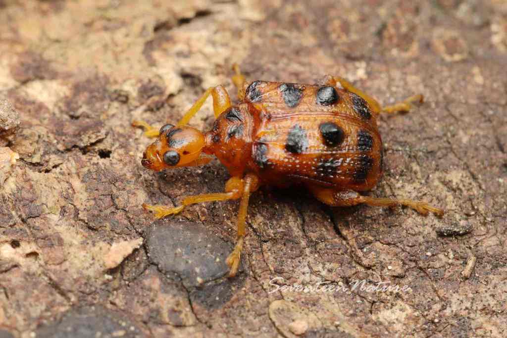 Agomadaranus from 中国江苏省南京市江宁区 on January 2, 2022 at 01:25 PM by Shi Qi ...