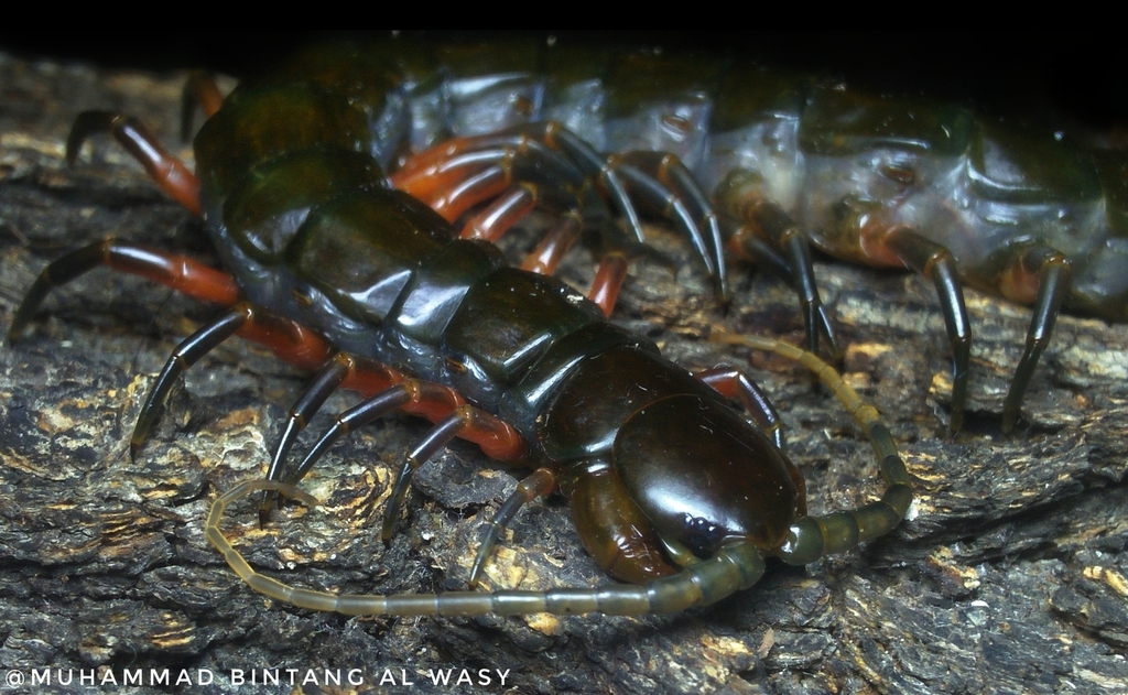Pacific Giant Centipede from Unnamed Road, Pudak, Kumpeh Ulu, Kabupaten ...